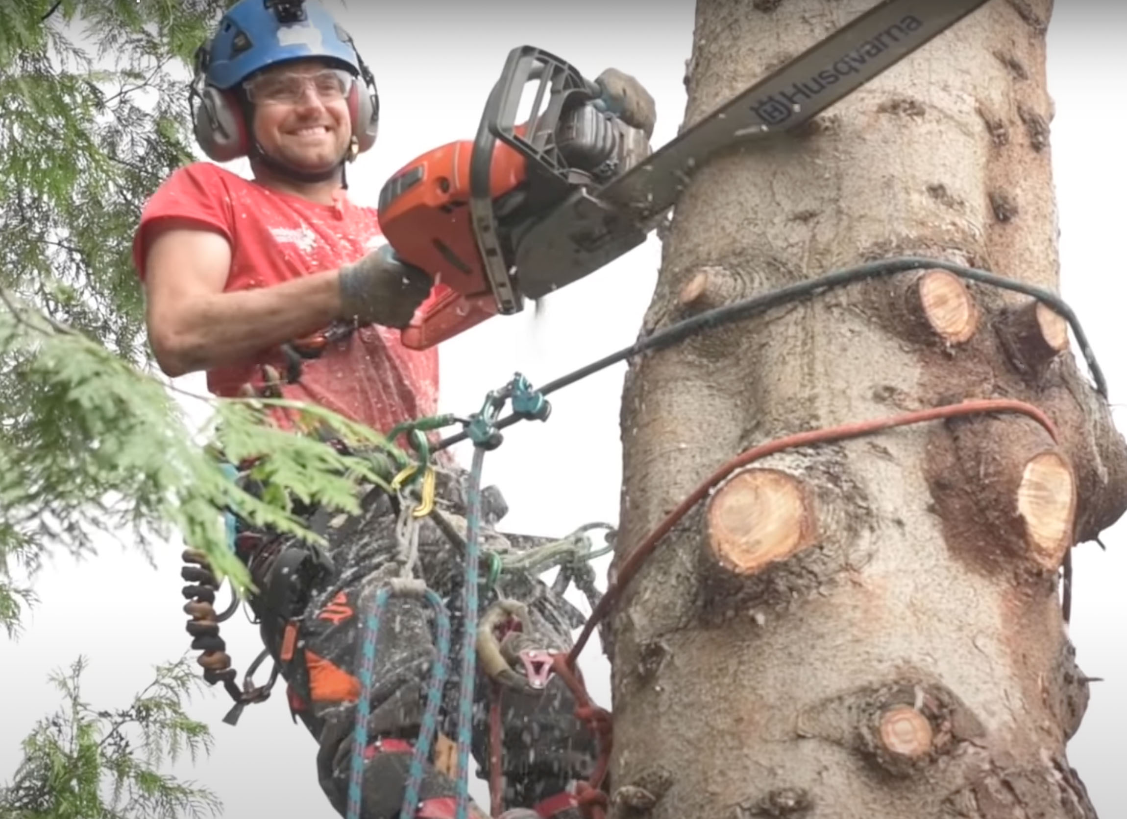 Precision Tree Services Fall River | Trusted Tree Experts MA